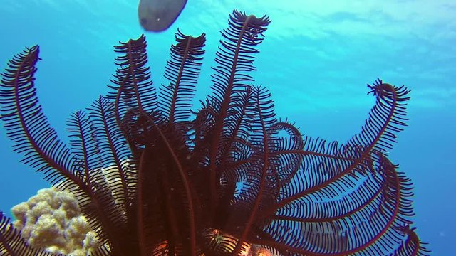 Crinoiden Bilder – Durchsuchen 3,204 Archivfotos, Vektorgrafiken und ...