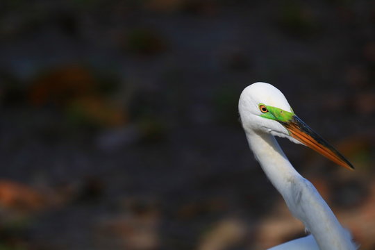 Herion Images – Browse 51 Stock Photos, Vectors, and Video | Adobe Stock