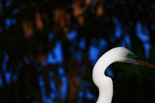 Herion Images – Browse 46 Stock Photos, Vectors, and Video | Adobe Stock