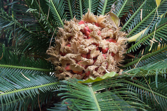 รูปภาพRevoluta – เลือกดูภาพถ่ายสต็อก เวกเตอร์ และวิดีโอ1,247 | Adobe Stock