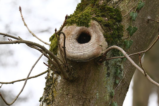 「Astloch」の画像 - 3,592 件の Stock 写真、ベクターおよびビデオ | Adobe Stock