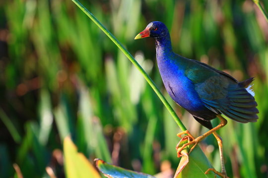 Gallinule Images – Browse 6,168 Stock Photos, Vectors, and Video ...