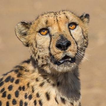 Cheeta bilder – Bläddra bland 816 stockfoton, vektorer och videor ...