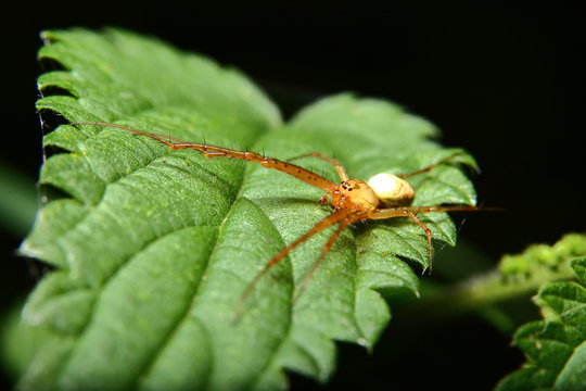 Web-Spinner Images – Browse 49 Stock Photos, Vectors, and Video | Adobe ...