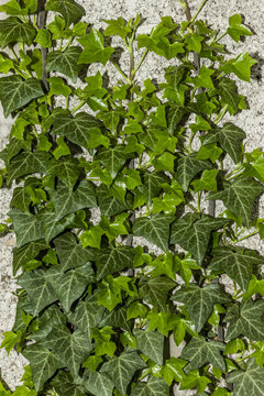 「Efeuranken」の写真素材 | 368件の無料イラスト画像 | Adobe Stock