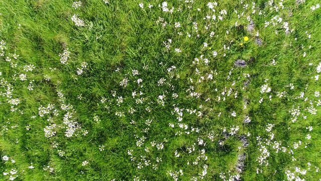 Interspersion Stock Videos – 4 HD & 4K Footage Clips | Adobe Stock