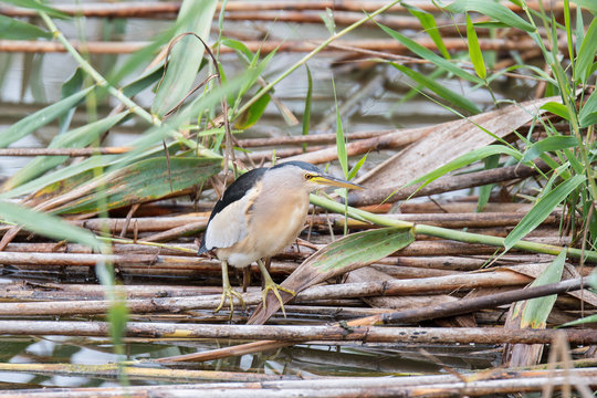 Dommel Bilder – Durchsuchen 178 Archivfotos, Vektorgrafiken und Videos ...