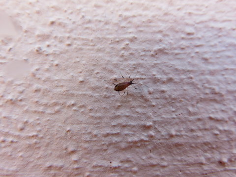 Afide Images – Browse 59 Stock Photos, Vectors, and Video | Adobe Stock