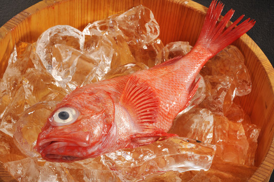 รูปภาพIkizukuri – เลือกดูภาพถ่ายสต็อก เวกเตอร์ และวิดีโอ273 | Adobe Stock