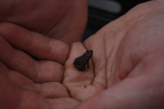 "Tiny Frog" Images – Browse 59 Stock Photos, Vectors, and Video | Adobe ...