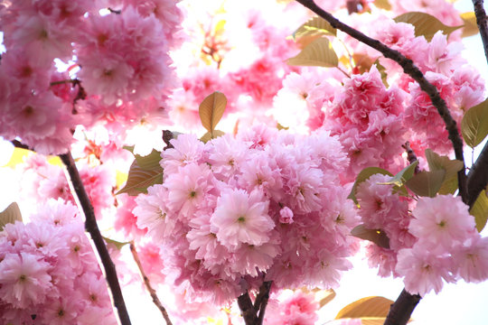 Kirschblütenbaum Images – Browse 328 Stock Photos, Vectors, and Video ...