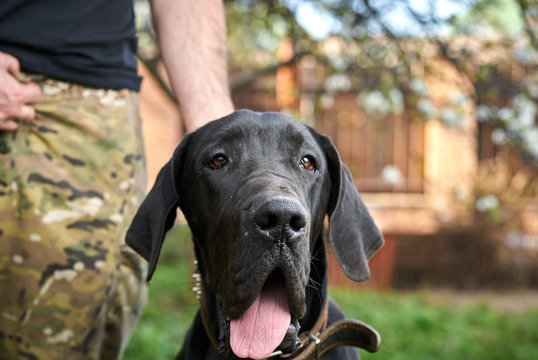 Boarhound Bilder – Durchsuchen 123 Archivfotos, Vektorgrafiken und ...