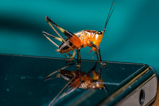 Obrazy (Melanus) — zdjęcia, wektory i wideo bez tantiem (39) | Adobe Stock