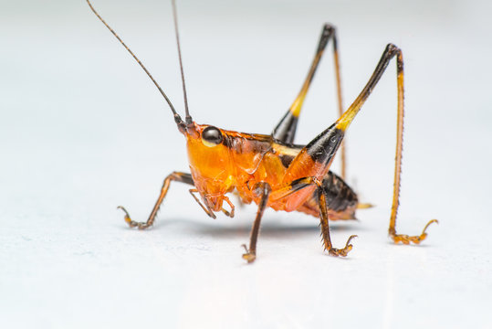 Melanus Images – Browse 43 Stock Photos, Vectors, and Video | Adobe Stock