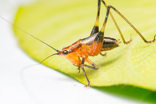 Melanus Images – Browse 42 Stock Photos, Vectors, and Video | Adobe Stock