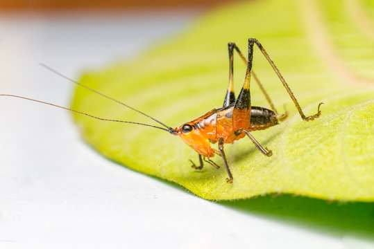 Melanus Images – Browse 42 Stock Photos, Vectors, and Video | Adobe Stock