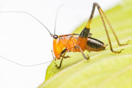 Obrazy (Melanus) — zdjęcia, wektory i wideo bez tantiem (39) | Adobe Stock