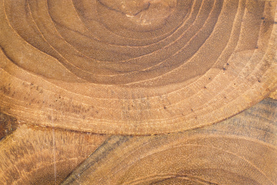 "Tectona Grandis" Images – Browse 1,108 Stock Photos, Vectors, and ...