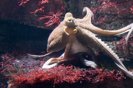 Imágenes de Oktopus: descubre bancos de fotos, ilustraciones, vectores ...