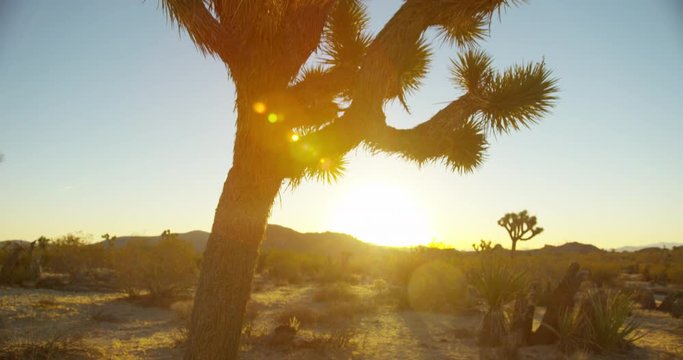 Joshua Tree Sunset Images – Browse 8,007 Stock Photos, Vectors, and ...