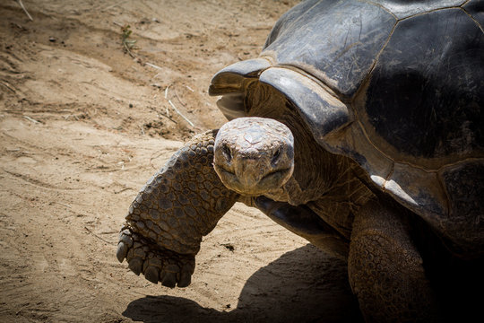 26 BEST Tortious IMAGES, STOCK PHOTOS & VECTORS | Adobe Stock