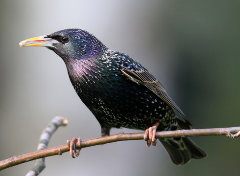 Vogelart bilder – Bläddra bland 6,615 stockfoton, vektorer och videor ...
