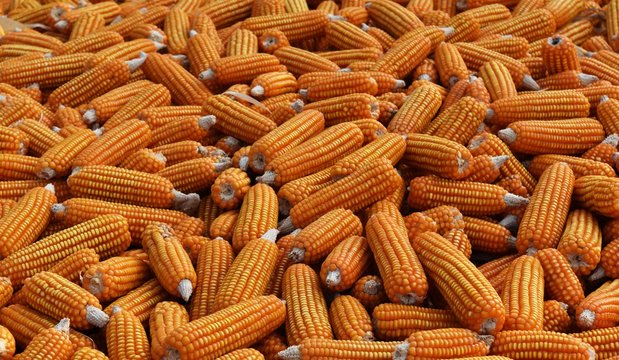 "Pile Of Corn" Bilder – Durchsuchen 14 Archivfotos, Vektorgrafiken und ...