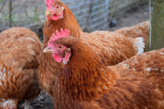 รูปภาพKury – เลือกดูภาพถ่ายสต็อก เวกเตอร์ และวิดีโอ653 | Adobe Stock