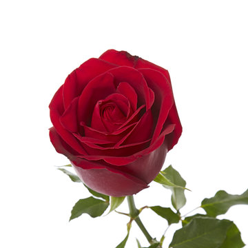 Roes-Flower Bilder – Durchsuchen 209 Archivfotos, Vektorgrafiken und ...