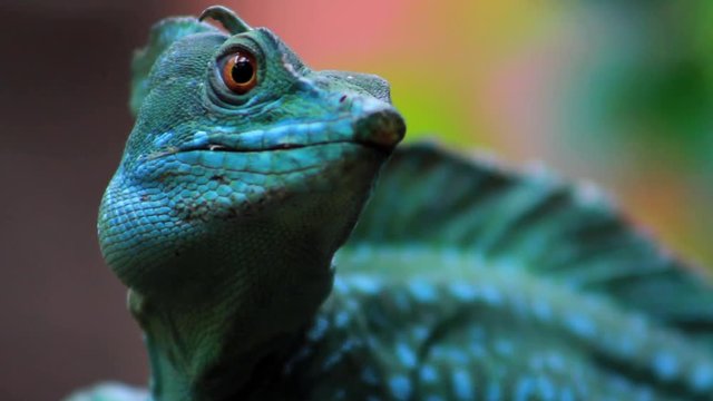 Basilisk Images – Browse 11,178 Stock Photos, Vectors, and Video ...