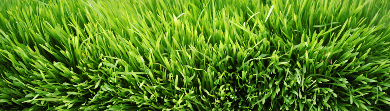 "Green Grass" Images – Browse 1,462 Stock Photos, Vectors, and Video ...