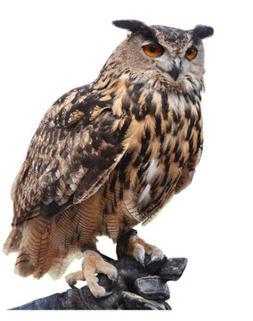 Uhu Images – Browse 3,770 Stock Photos, Vectors, and Video | Adobe Stock