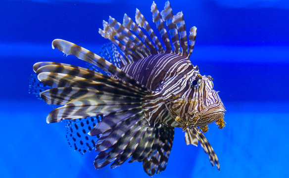 「Dragon-Fish」の写真素材 | 58件の無料イラスト画像 | Adobe Stock