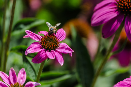 Laborious Images – Browse 39,277 Stock Photos, Vectors, and Video ...