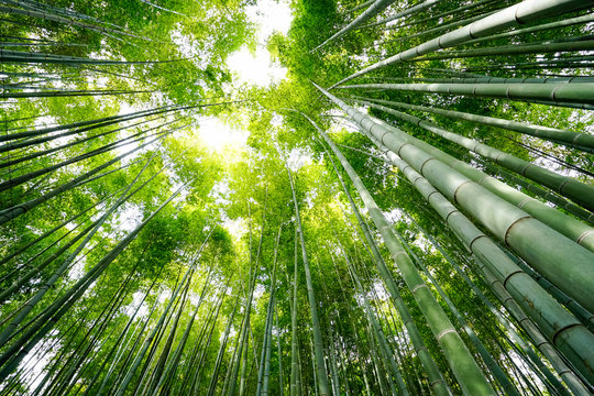 Kantou Images – Browse 54 Stock Photos, Vectors, and Video | Adobe Stock