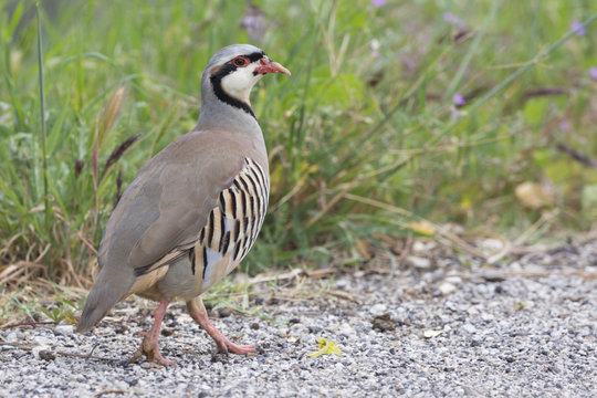 "Rock Partridge" Images – Browse 318 Stock Photos, Vectors, and Video ...