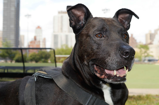 Labrabull Images – Browse 7 Stock Photos, Vectors, and Video | Adobe Stock