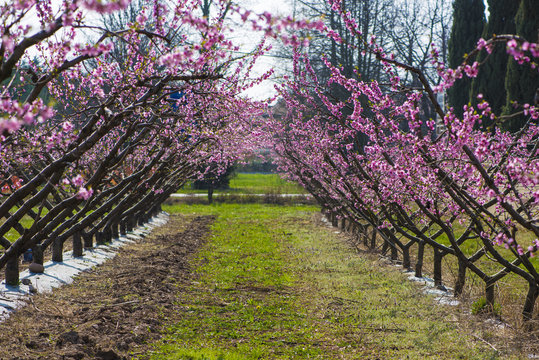 Peschi Images – Browse 81 Stock Photos, Vectors, and Video | Adobe Stock