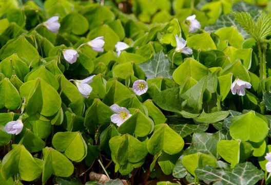 Trifoliate Images – Browse 1,316 Stock Photos, Vectors, and Video ...