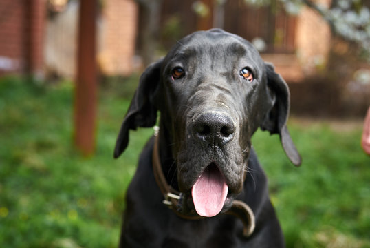 รูปภาพBoarhound – เลือกดูภาพถ่ายสต็อก เวกเตอร์ และวิดีโอ134 | Adobe Stock