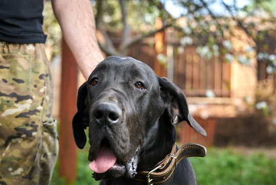 รูปภาพBoarhound – เลือกดูภาพถ่ายสต็อก เวกเตอร์ และวิดีโอ134 | Adobe Stock