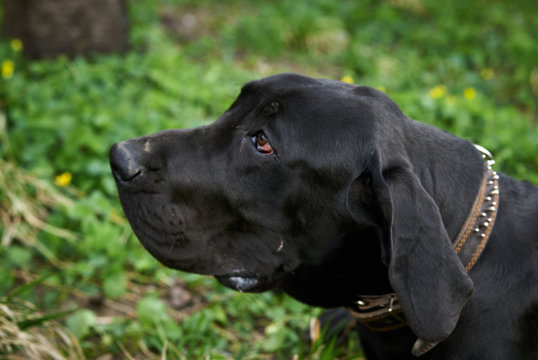 รูปภาพBoarhound – เลือกดูภาพถ่ายสต็อก เวกเตอร์ และวิดีโอ134 | Adobe Stock