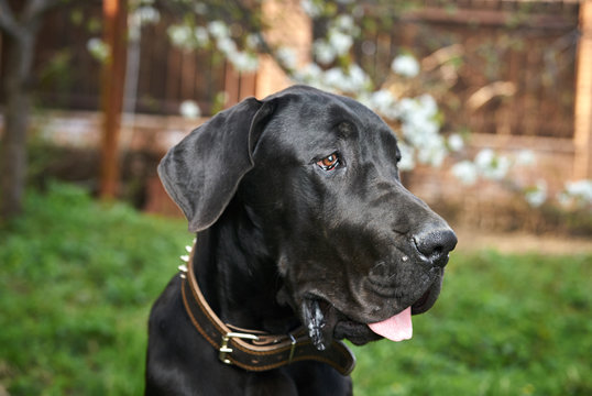 รูปภาพBoarhound – เลือกดูภาพถ่ายสต็อก เวกเตอร์ และวิดีโอ134 | Adobe Stock