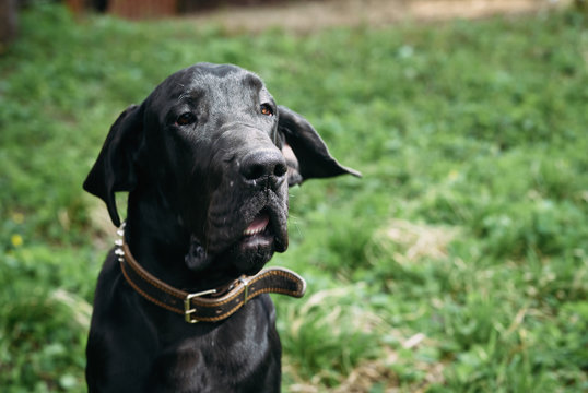 รูปภาพBoarhound – เลือกดูภาพถ่ายสต็อก เวกเตอร์ และวิดีโอ121 | Adobe Stock