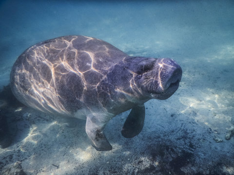 Desktop Lamantino Calmante