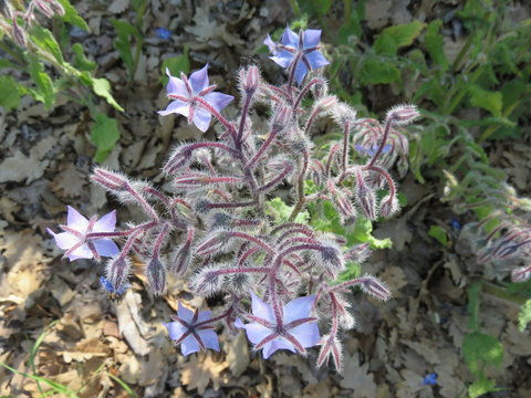 Imágenes de Boragine: descubre bancos de fotos, ilustraciones, vectores ...