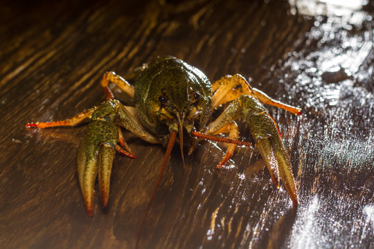 Astacidea Bilder – Durchsuchen 110 Archivfotos, Vektorgrafiken und ...