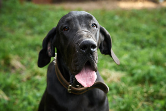 รูปภาพBoarhound – เลือกดูภาพถ่ายสต็อก เวกเตอร์ และวิดีโอ134 | Adobe Stock