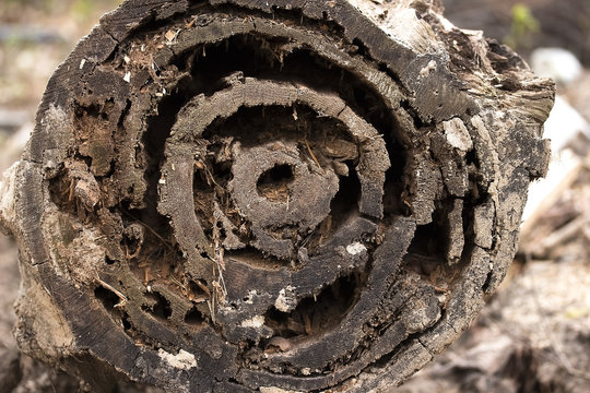 รูปภาพTreestumps – เลือกดูภาพถ่ายสต็อก เวกเตอร์ และวิดีโอ344 | Adobe Stock