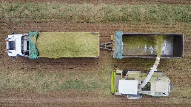 Imágenes de Forage: descubre bancos de fotos, ilustraciones, vectores y ...
